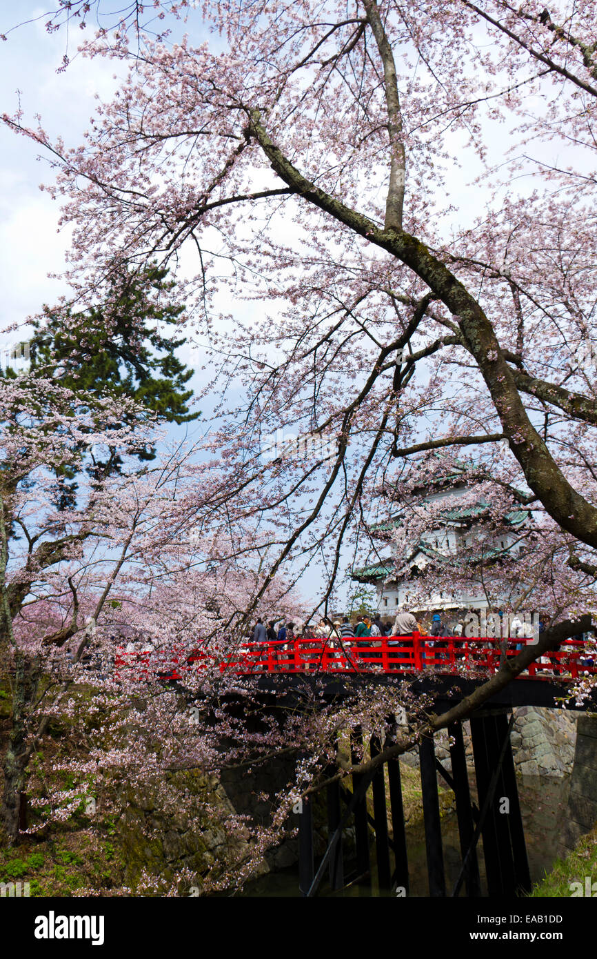 Hirosaki castle and cherry trees in Japan Stock Photo - Alamy