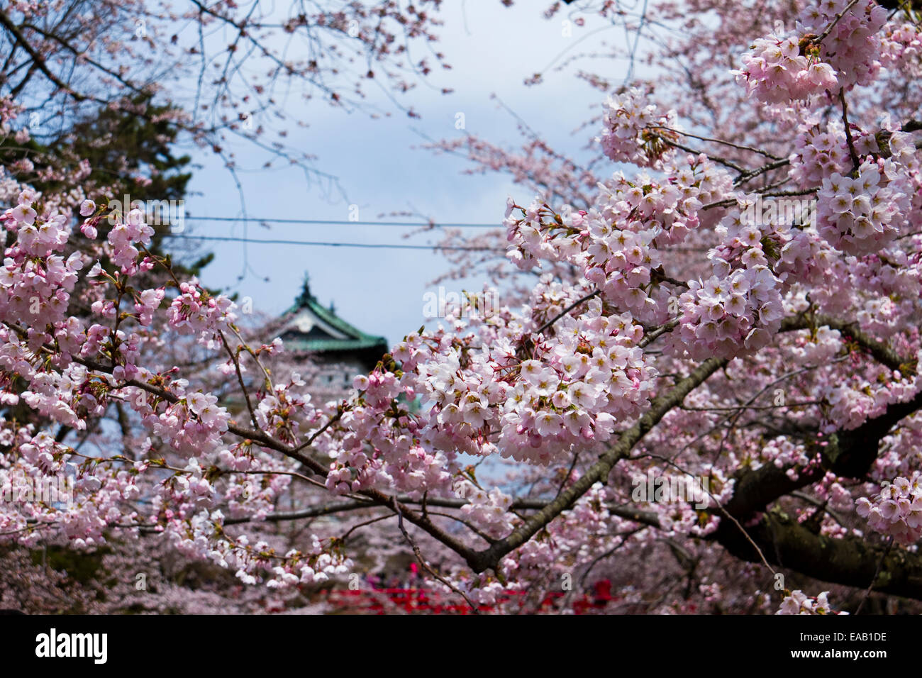 Hirosaki castle and cherry trees in Japan Stock Photo - Alamy