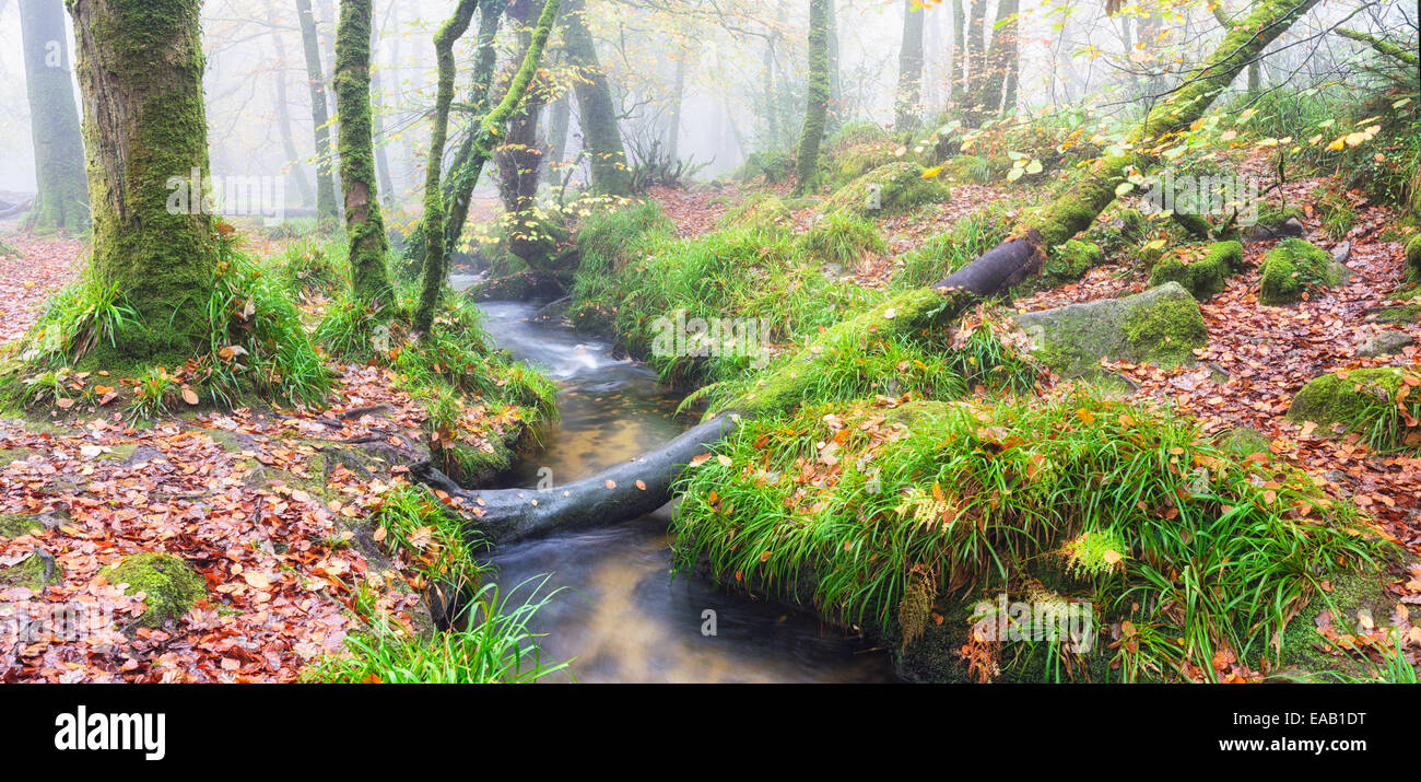 A stream flowing through foggy Autumn woodland at Golitha Falls in ...