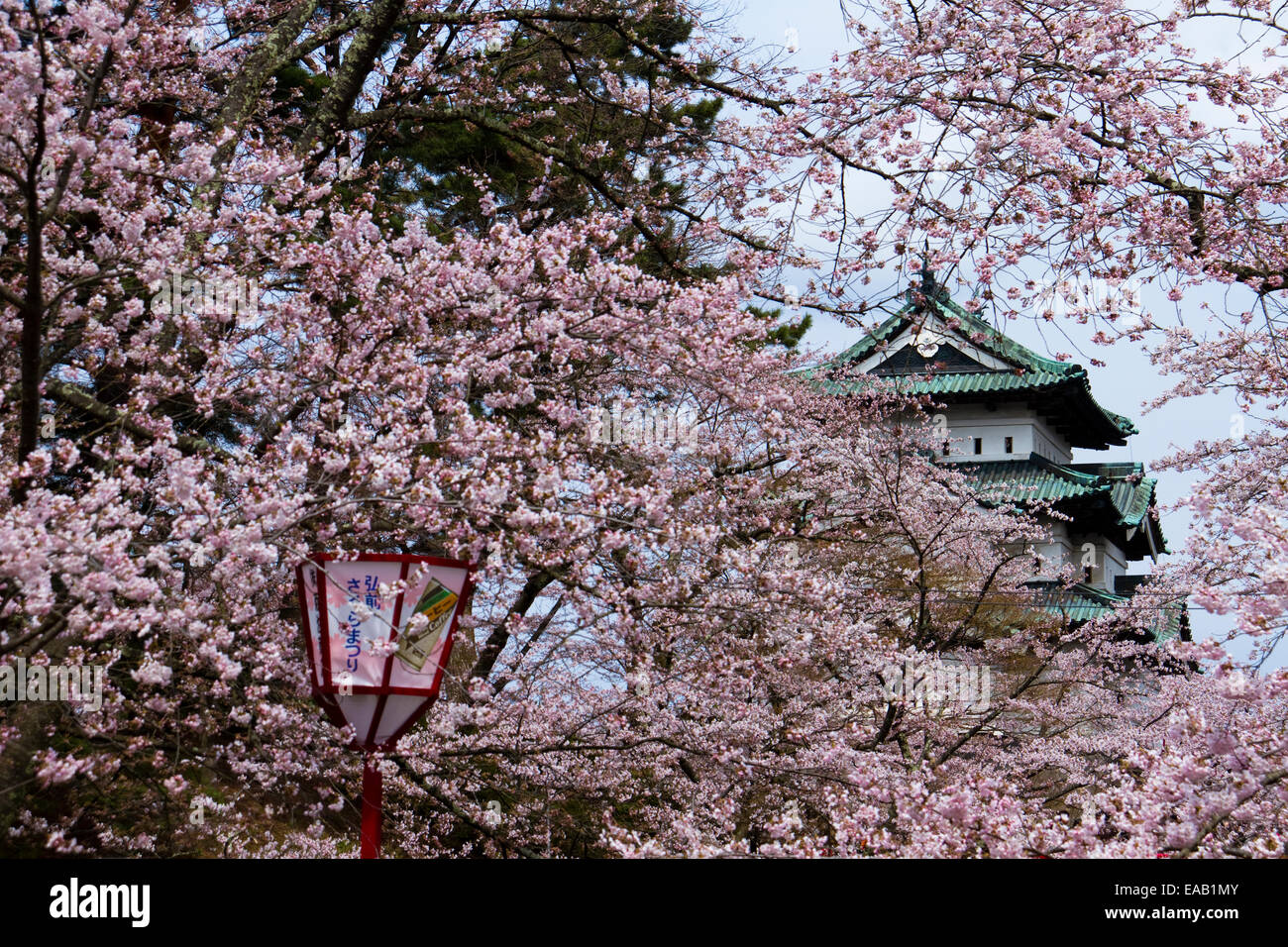 Hirosaki castle and cherry trees in Japan Stock Photo - Alamy
