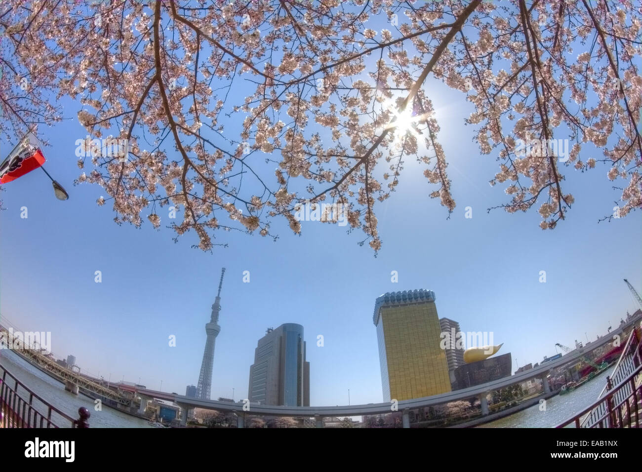 Tokyo Sky Tree and cherry tree in asakusa , Tokyo Japan Stock Photo - Alamy