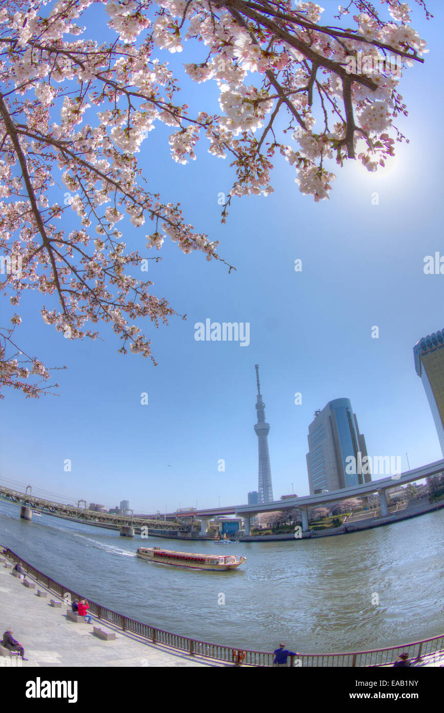 Tokyo Sky Tree and cherry tree in asakusa , Tokyo Japan Stock Photo - Alamy