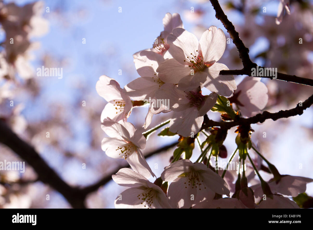 Close up cherry tree in tokyo Stock Photo - Alamy