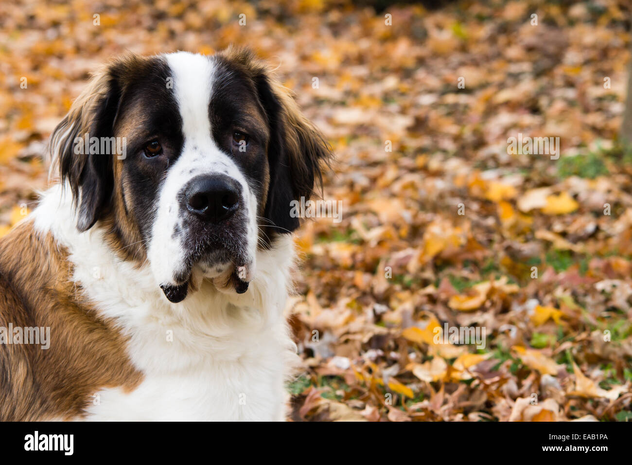 A giant Saint Bernard dog lays on grass surround by fallen leaves Stock Photo - Alamy
