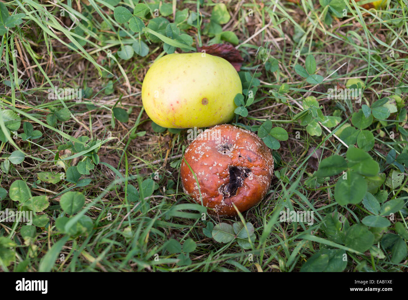Rotten Apples outside on some grass Stock Photo - Alamy