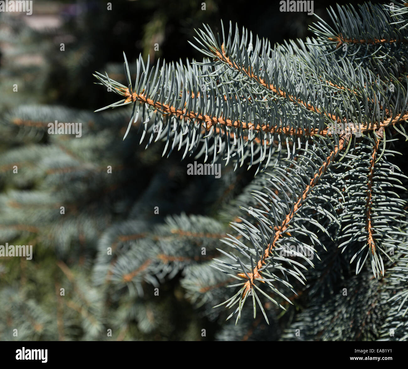 Closeup to needles on a tree with copy space Stock Photo - Alamy
