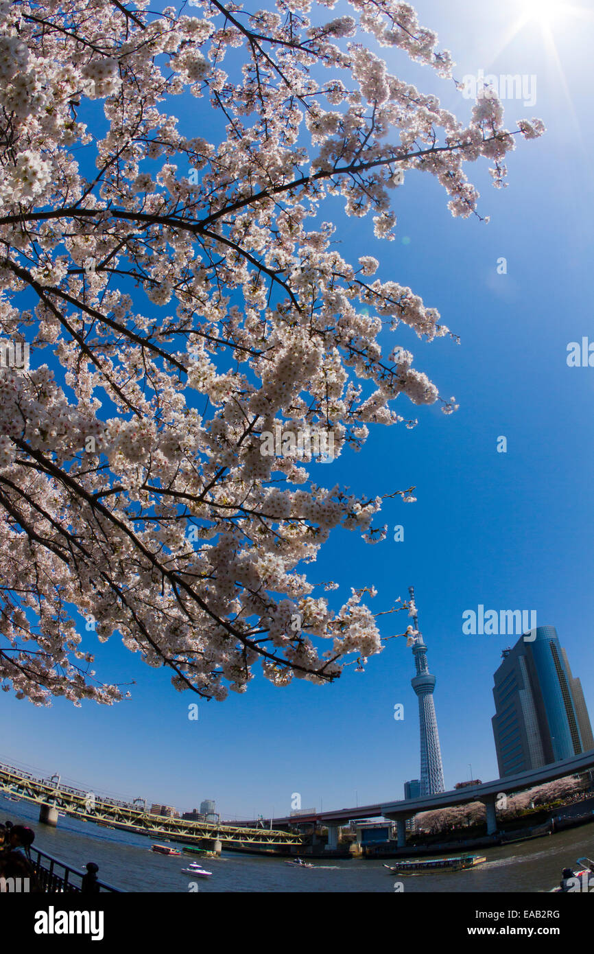 Sunbeam Tokyo Sky tree and cherry tree in tokyo , Japan Stock Photo - Alamy