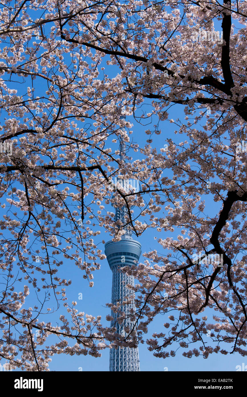 Tokyo Sky tree and cherry tree in tokyo , Japan Stock Photo - Alamy