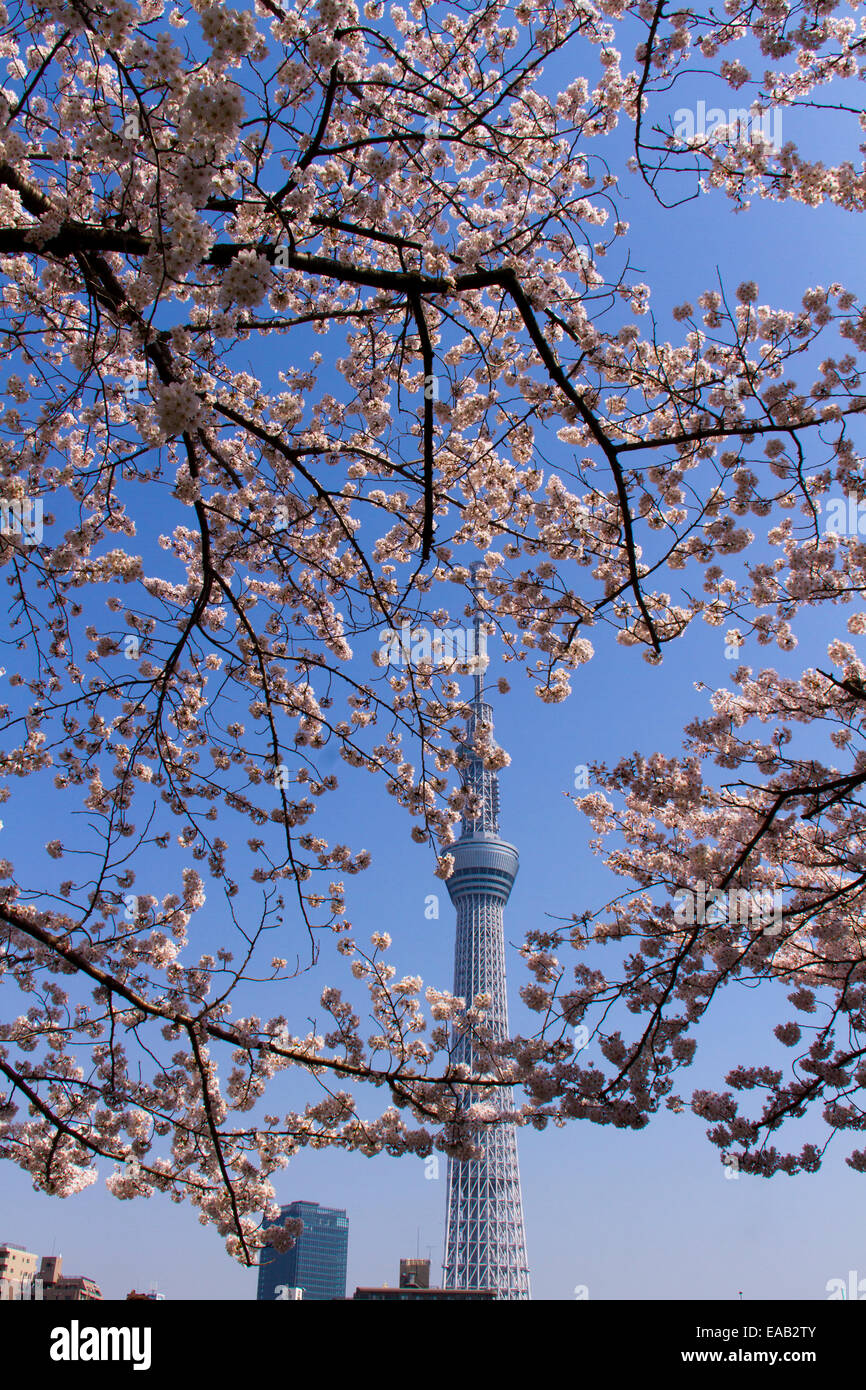 Tokyo Sky tree and cherry tree in tokyo , Japan Stock Photo - Alamy