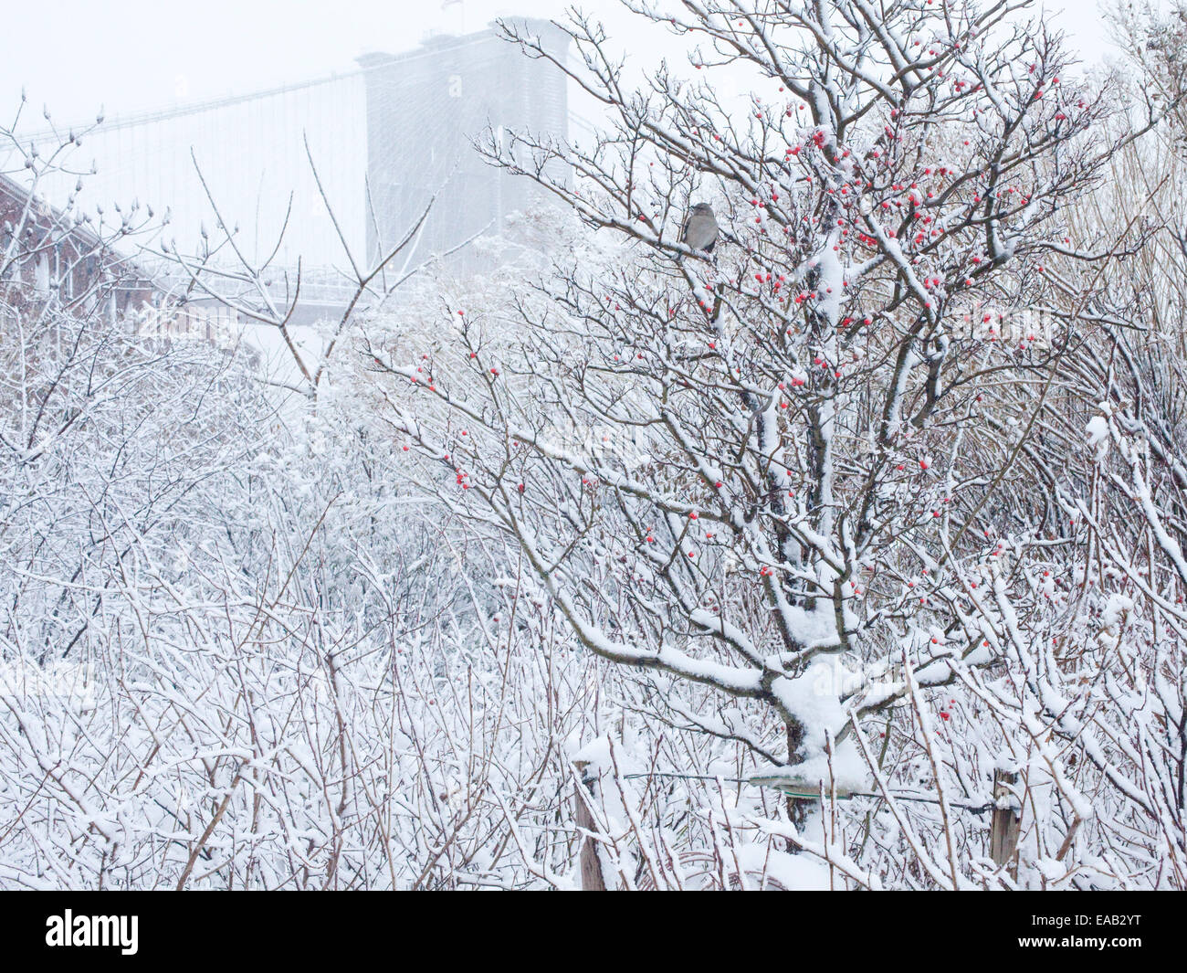 Bird in storm hi-res stock photography and images - Alamy