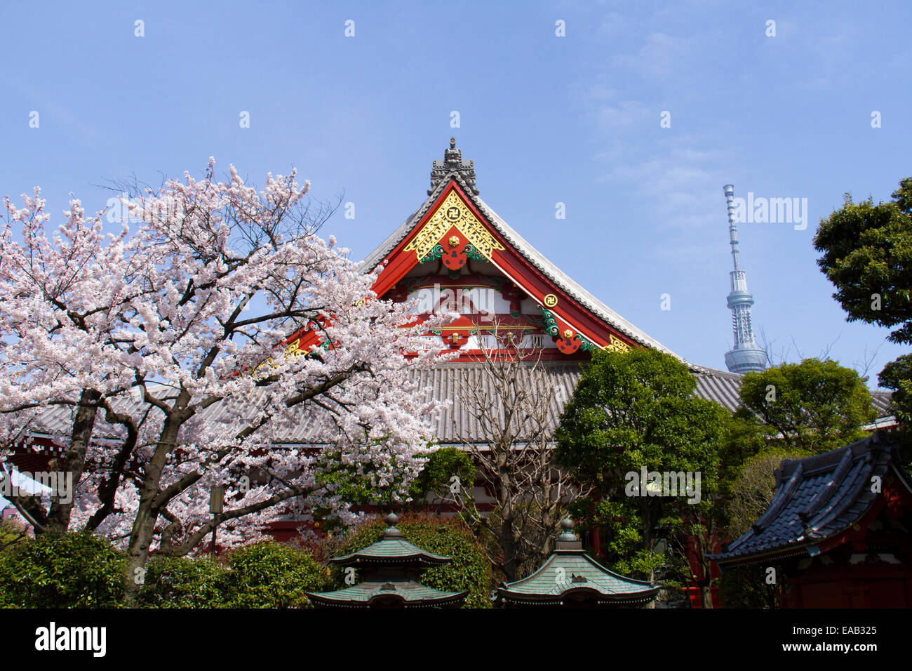 Asakusa Sensoji-temple and tokyo sky tree in spring Stock Photo - Alamy
