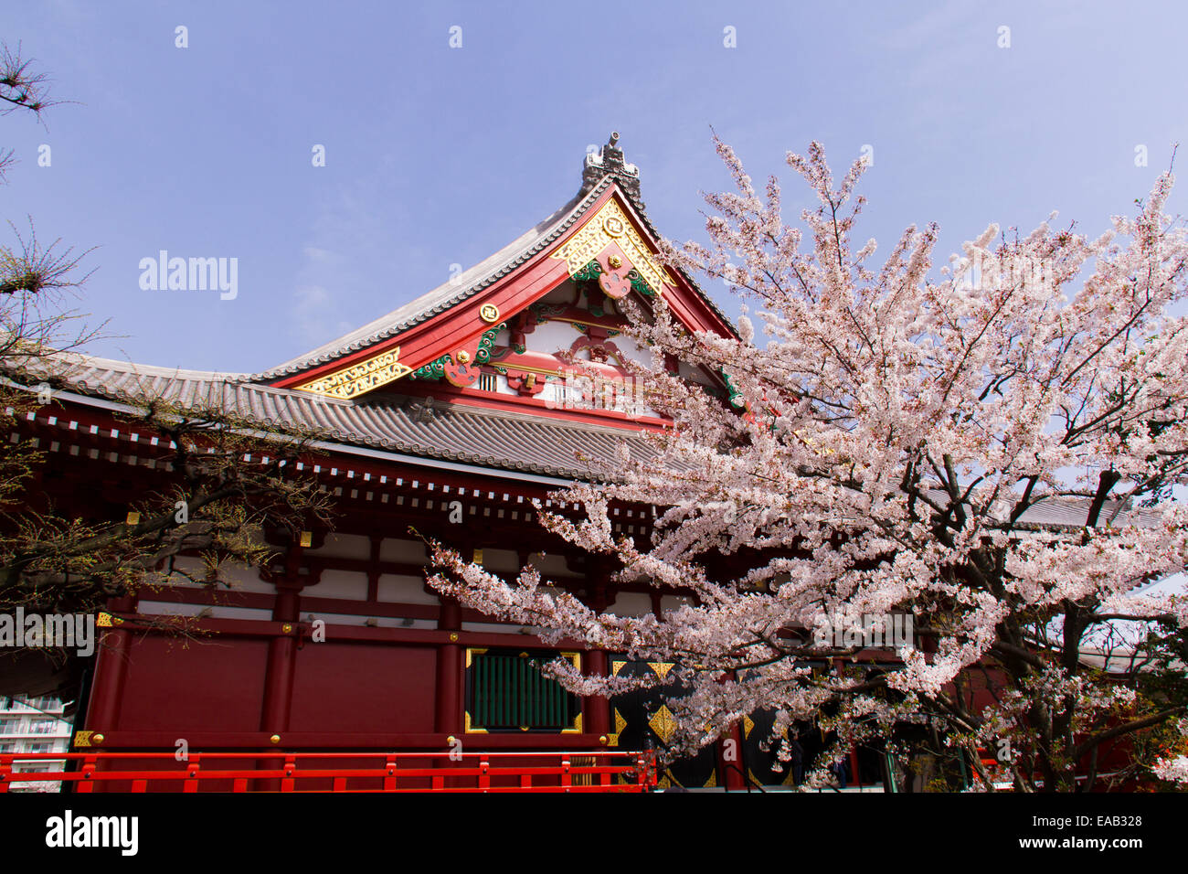 Asakusa Sensoji-temple and cherry tree Stock Photo - Alamy