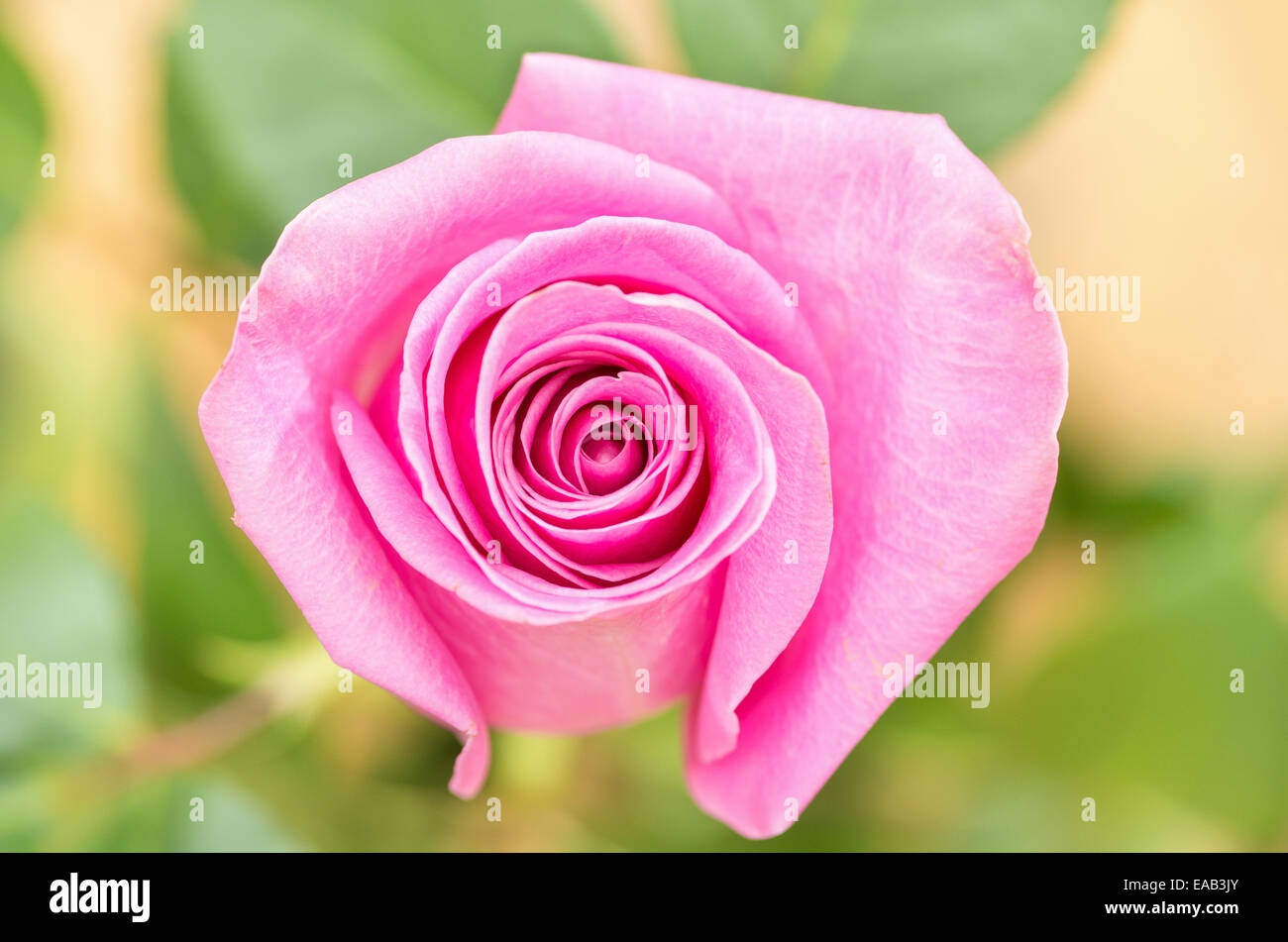 Beautiful pink single ecuadorian rose Stock Photo - Alamy