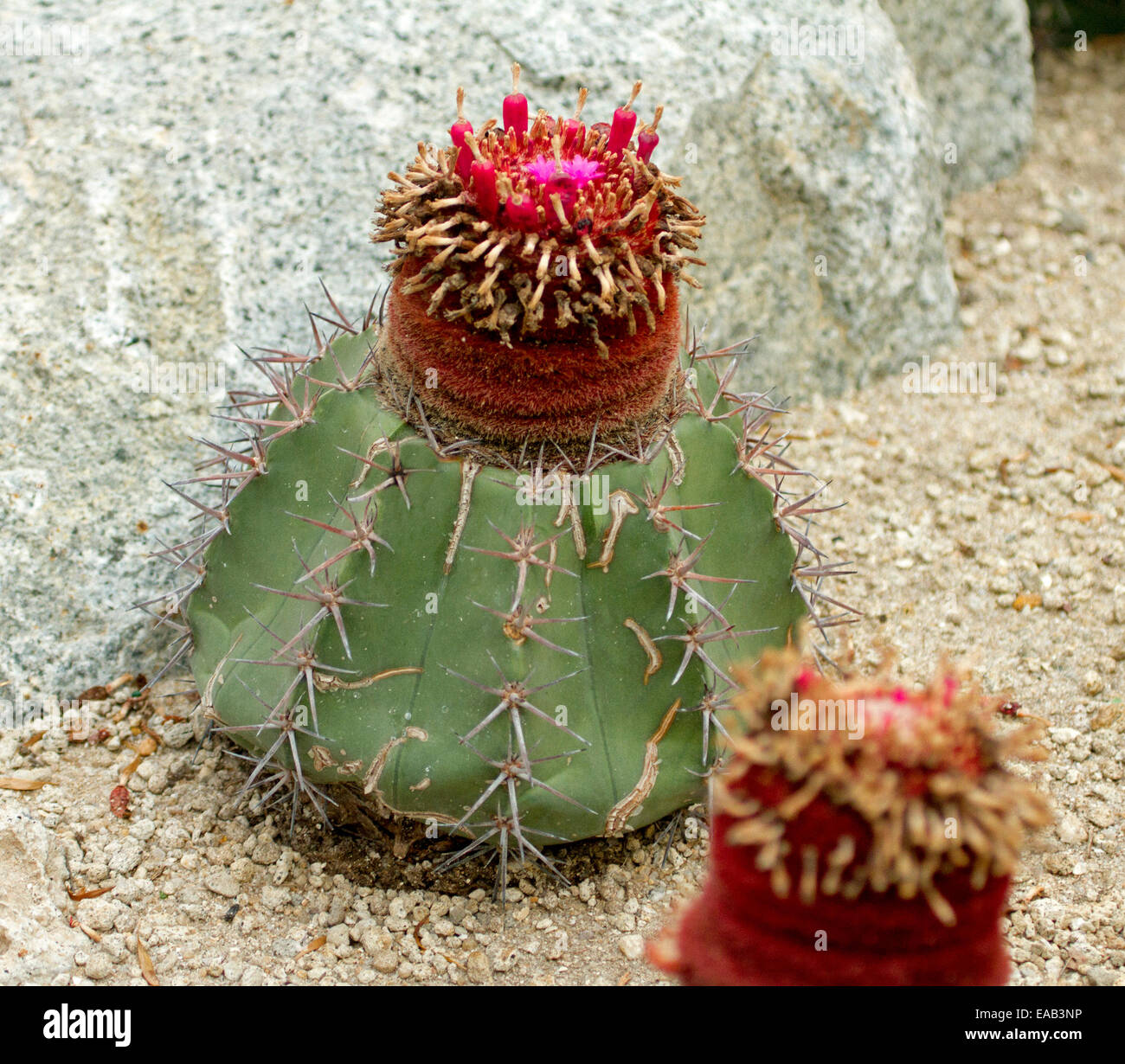Melocactus, Turk's Cap cactus, growing and with red flowers in Sun ...