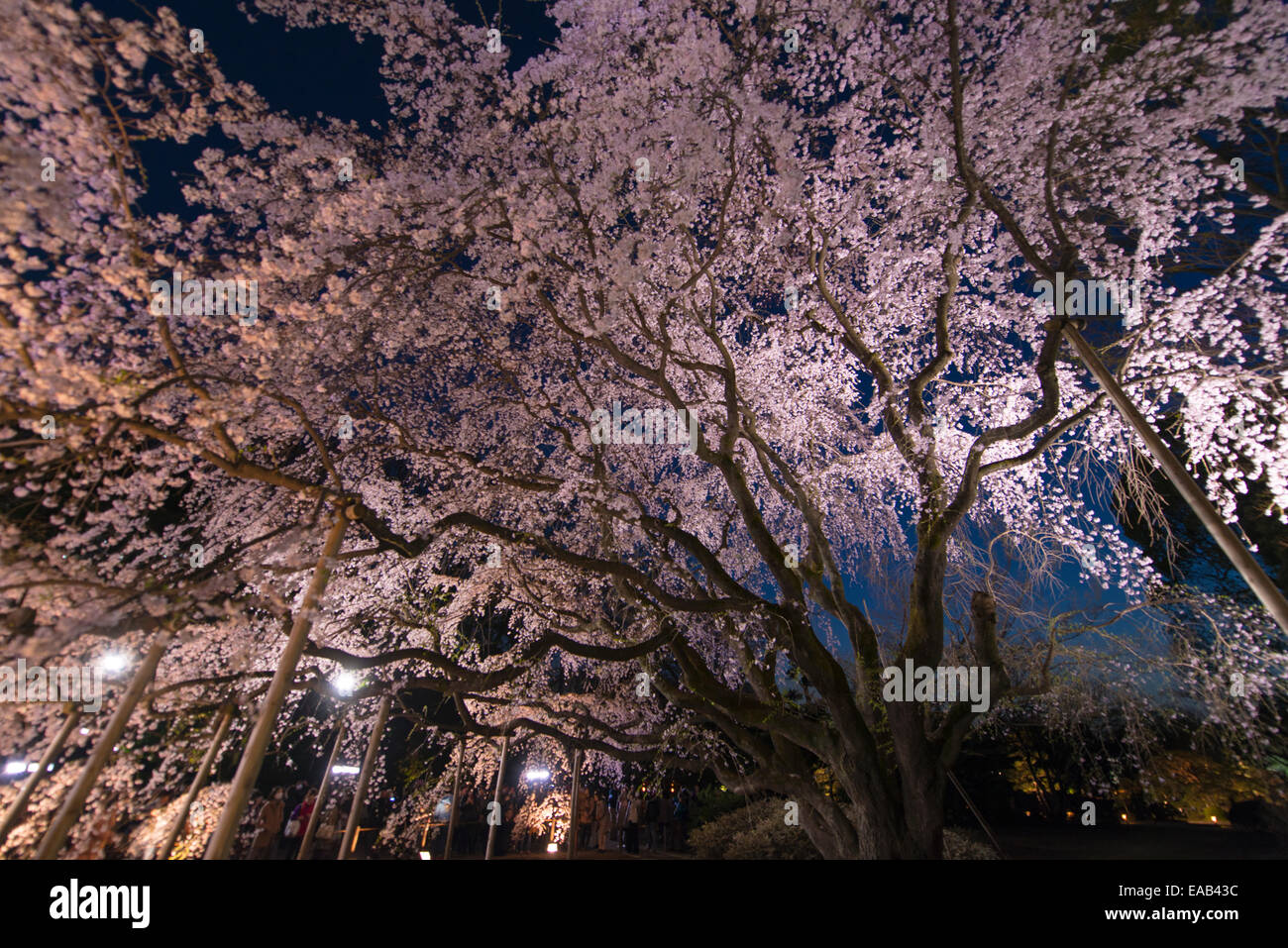 Cherry tree light up in Rikugien Gardens Stock Photo - Alamy