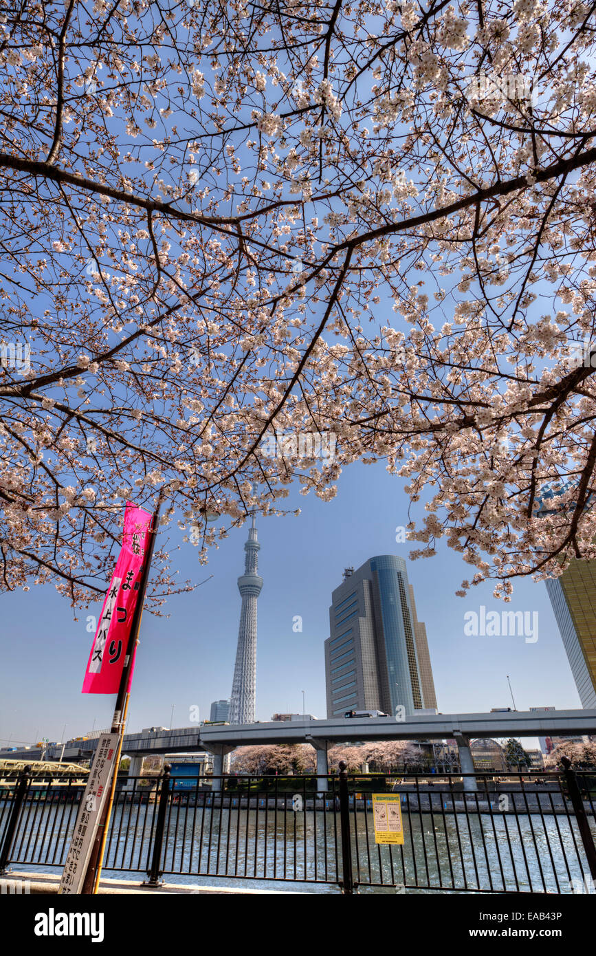 Tokyo sky tree and Cherry Tree Stock Photo - Alamy