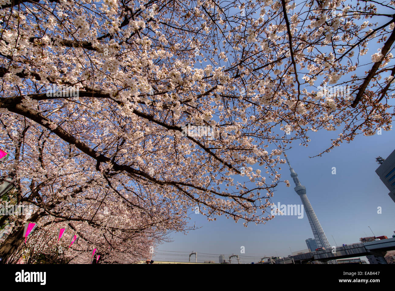 Tokyo sky tree and Cherry Tree Stock Photo - Alamy