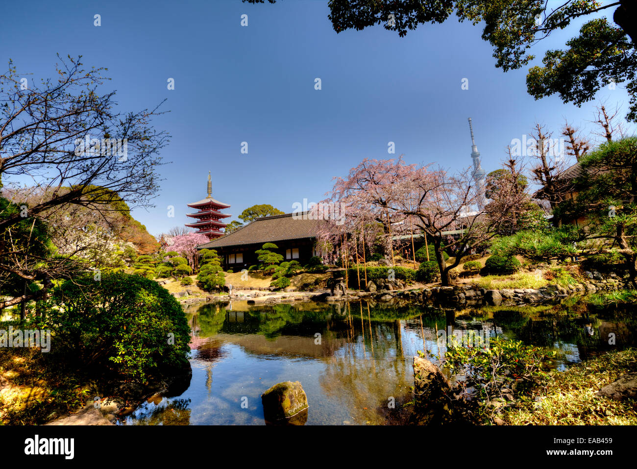 Japanese garden and Cherry tree Stock Photo - Alamy