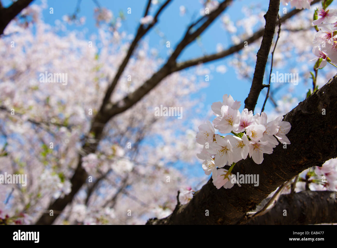 Close up cherry tree hi-res stock photography and images - Alamy