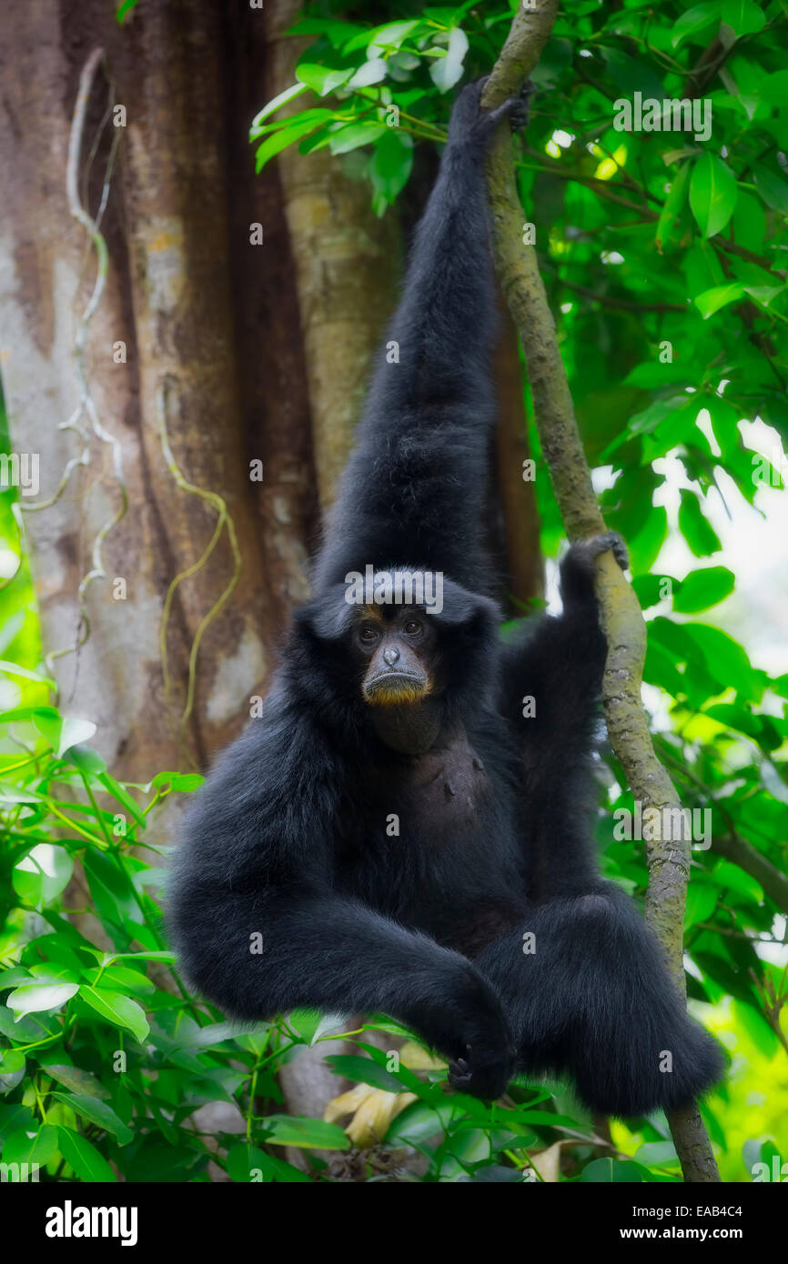 Siamang gibbon hi-res stock photography and images - Alamy