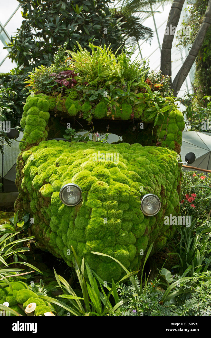 Mass of emerald clumping mosses completely covering small car, ferns ...