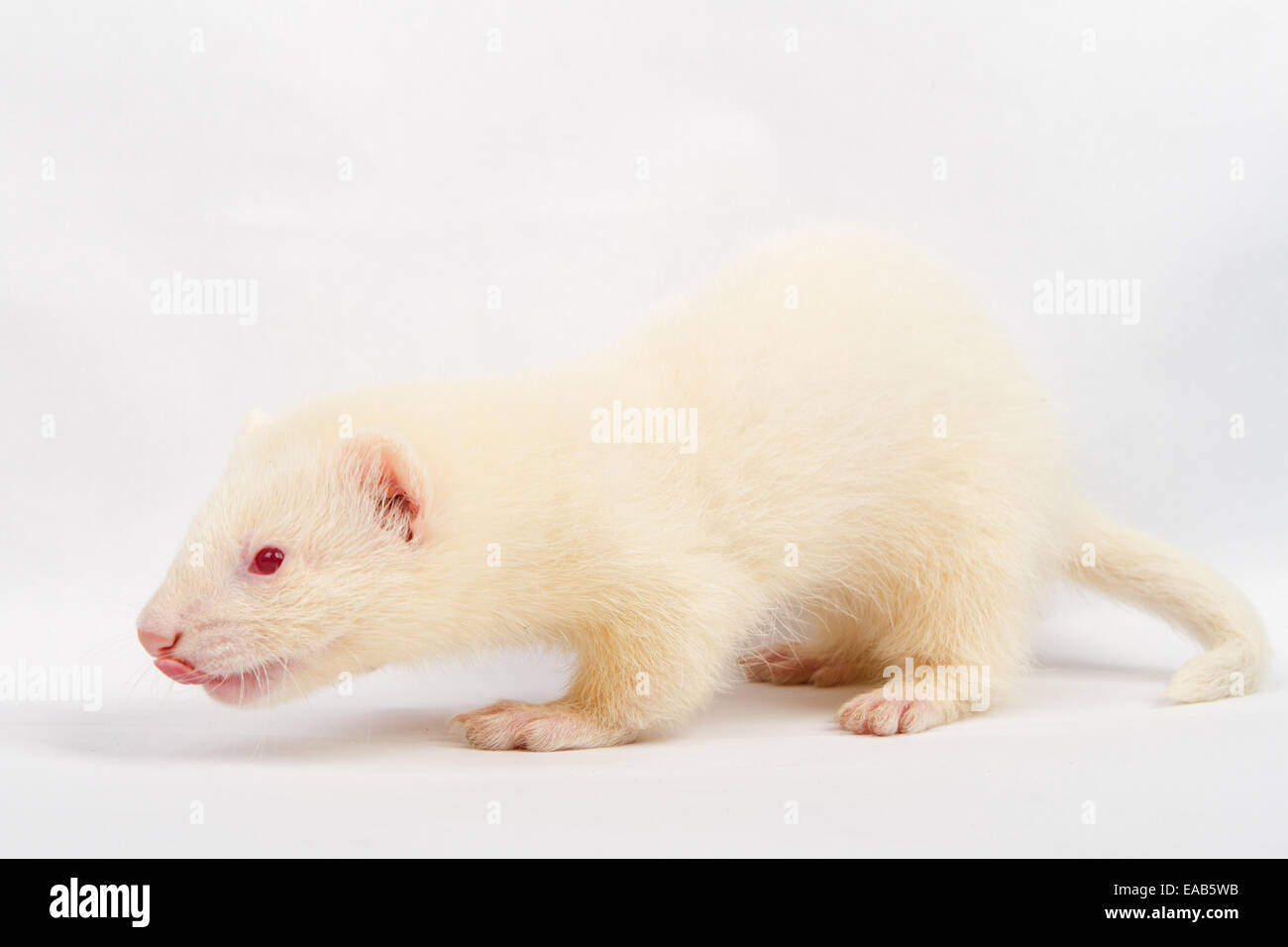 Albino ferret, lying on a white background Isolated on white background ...