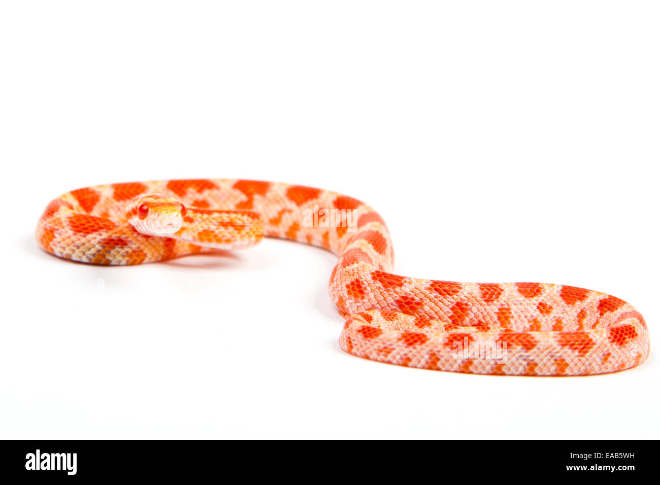 snake.elaphe guttata.young boa constrictor on a white background Stock ...