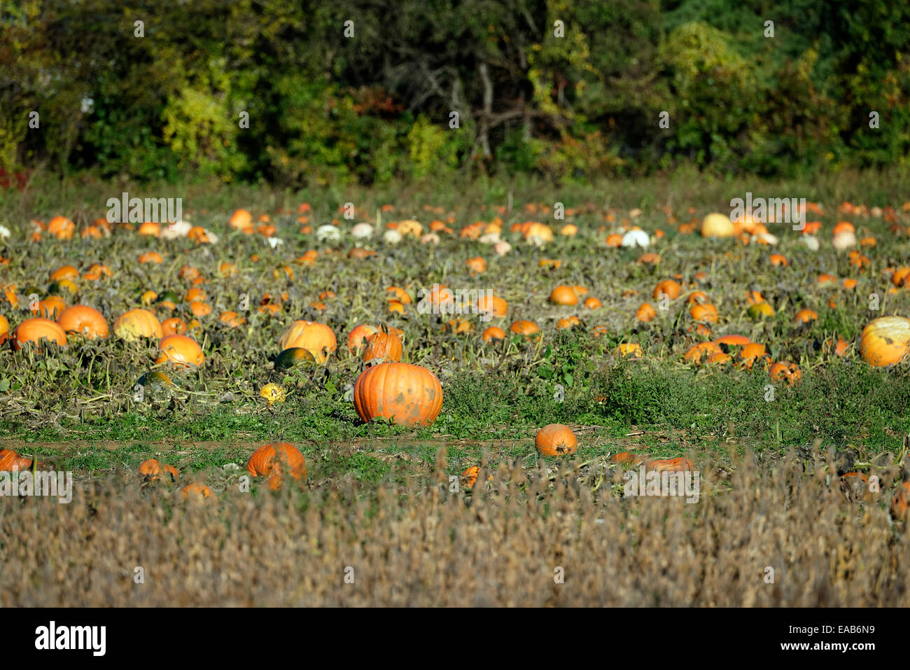 Pumpkin patch, Millstone, New Jersey, USA Stock Photo - Alamy