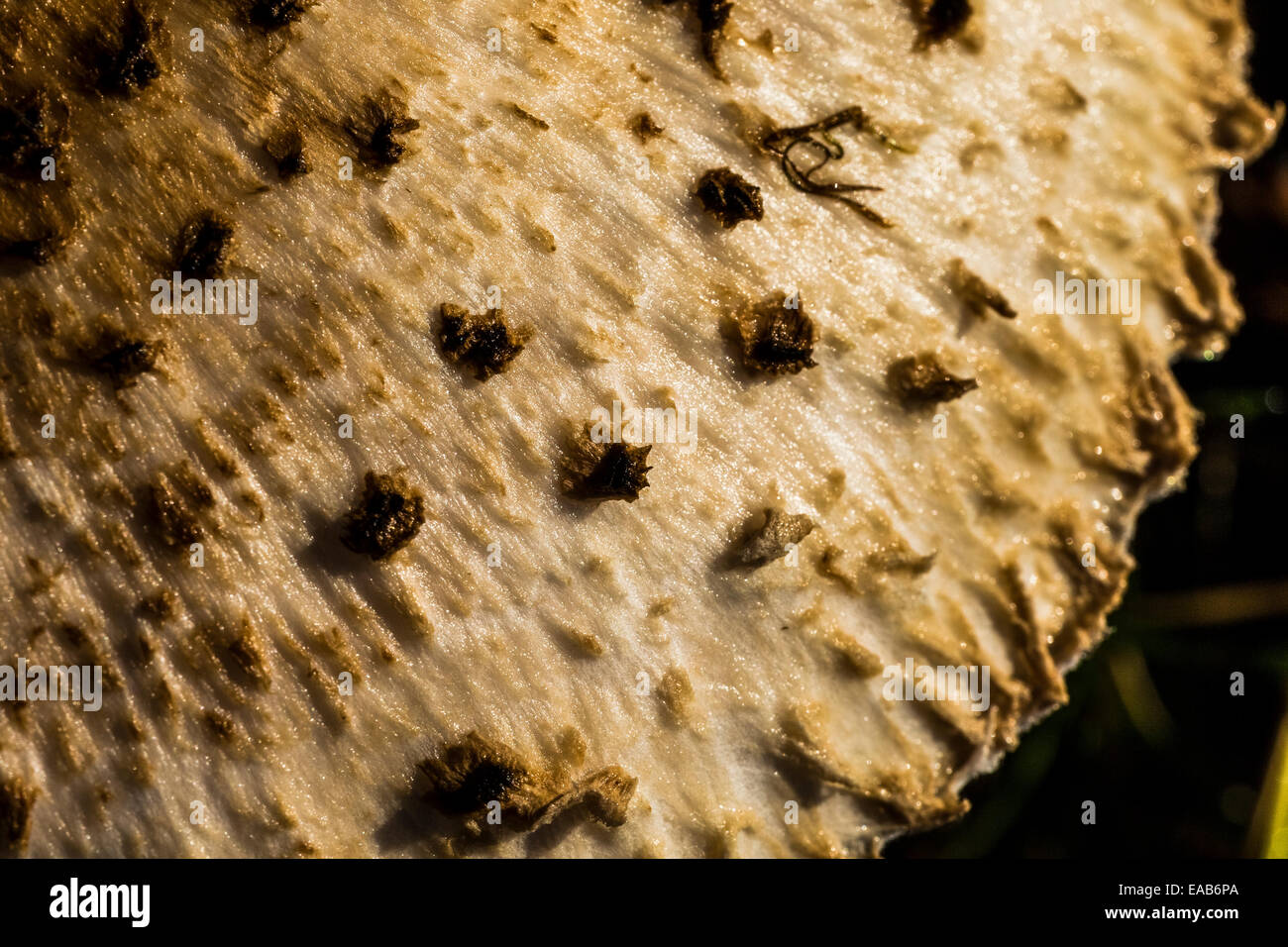 Parasol Mushroom Macrolepiota Procera Fungi Stock Photos & Parasol ...