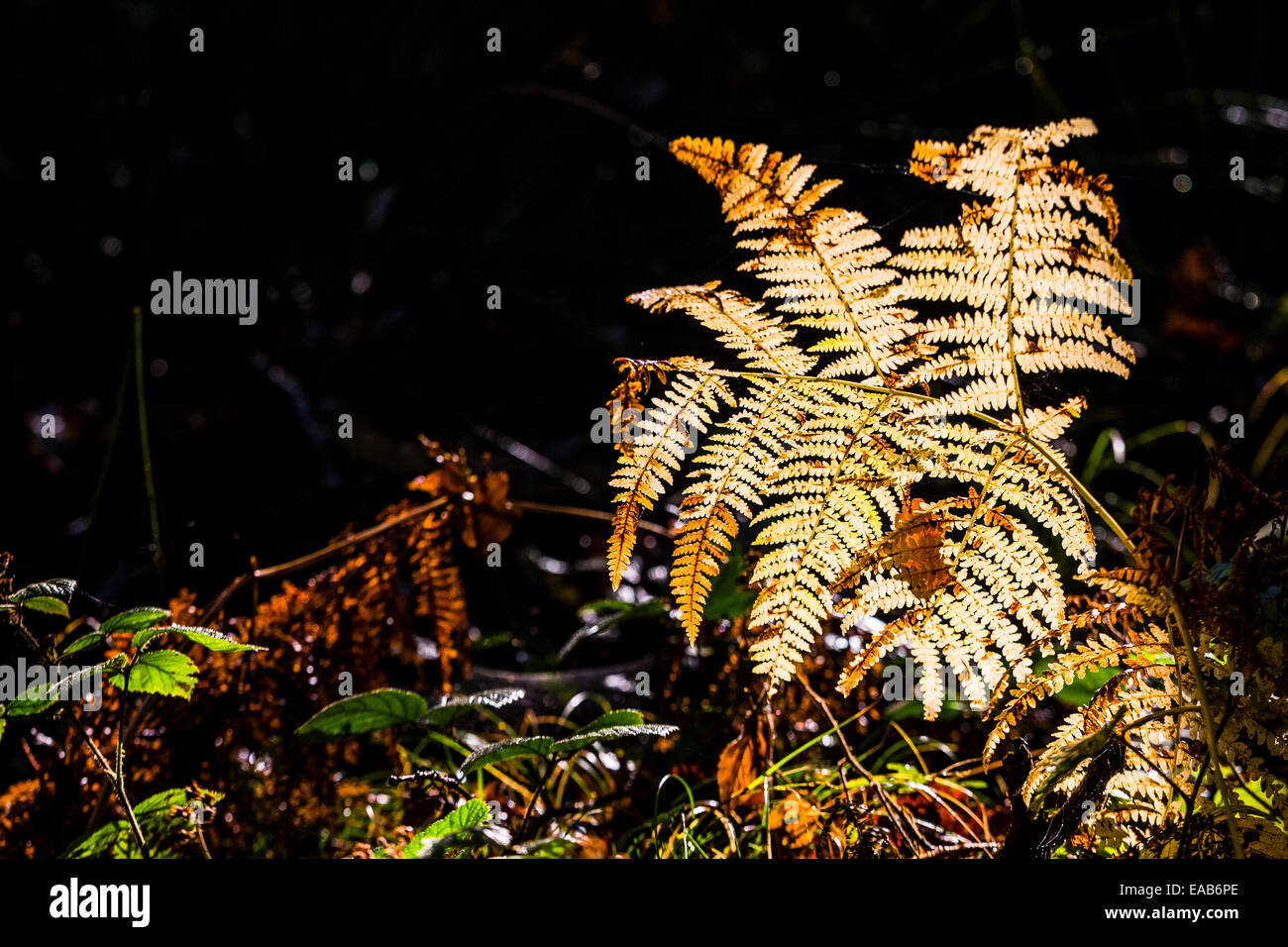 Autumn fern hi-res stock photography and images - Alamy