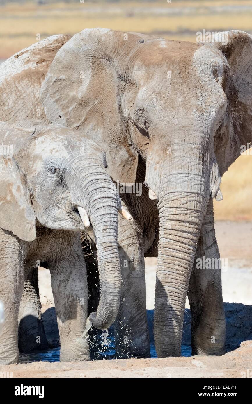 African elephants (Loxodonta africana), covered with dried mud ...