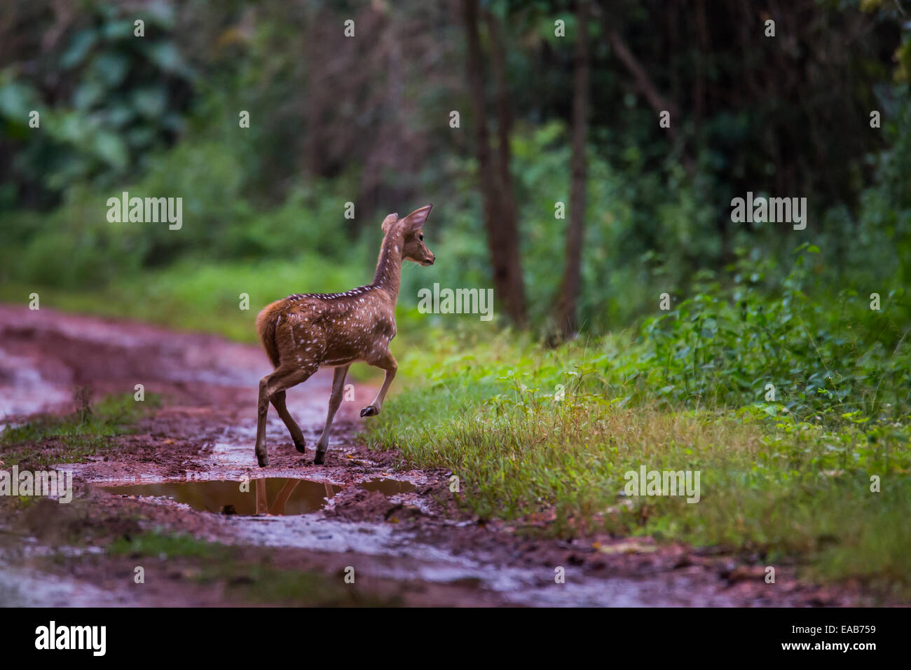 Spotted deers in forest Stock Photo - Alamy