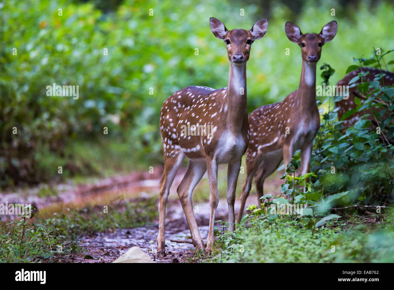 Deers in the forest hi-res stock photography and images - Alamy