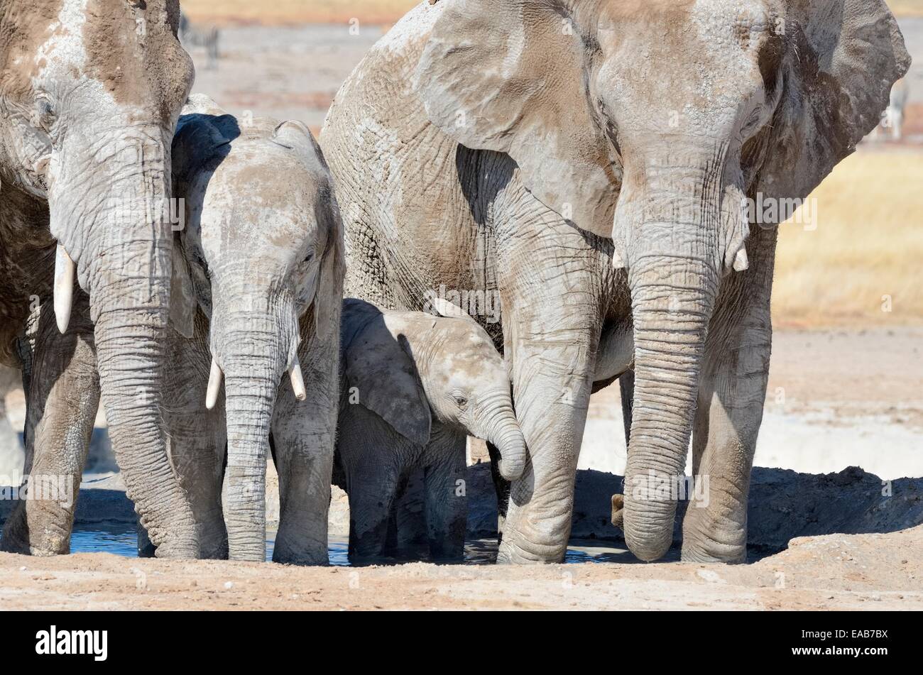 African elephants (Loxodonta africana), covered with dried mud ...