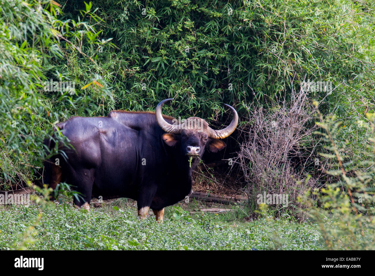 Indian Bison sighted in forest Stock Photo - Alamy