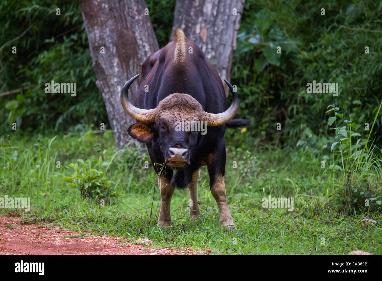 Monsoon forest safari hi-res stock photography and images - Alamy
