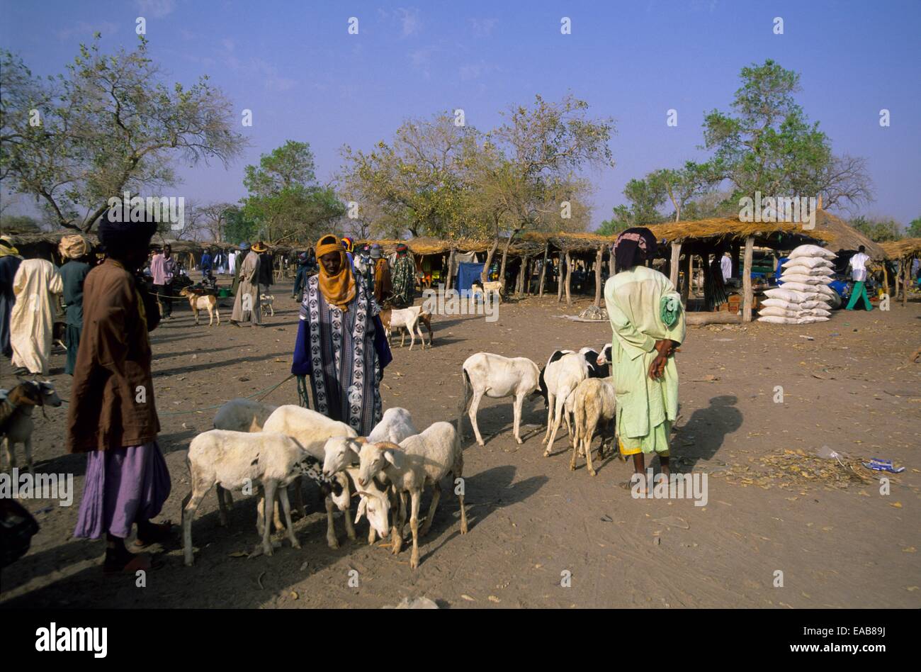 Djallonké sheeps trade on local market, Tambacounda, Senegal, West ...