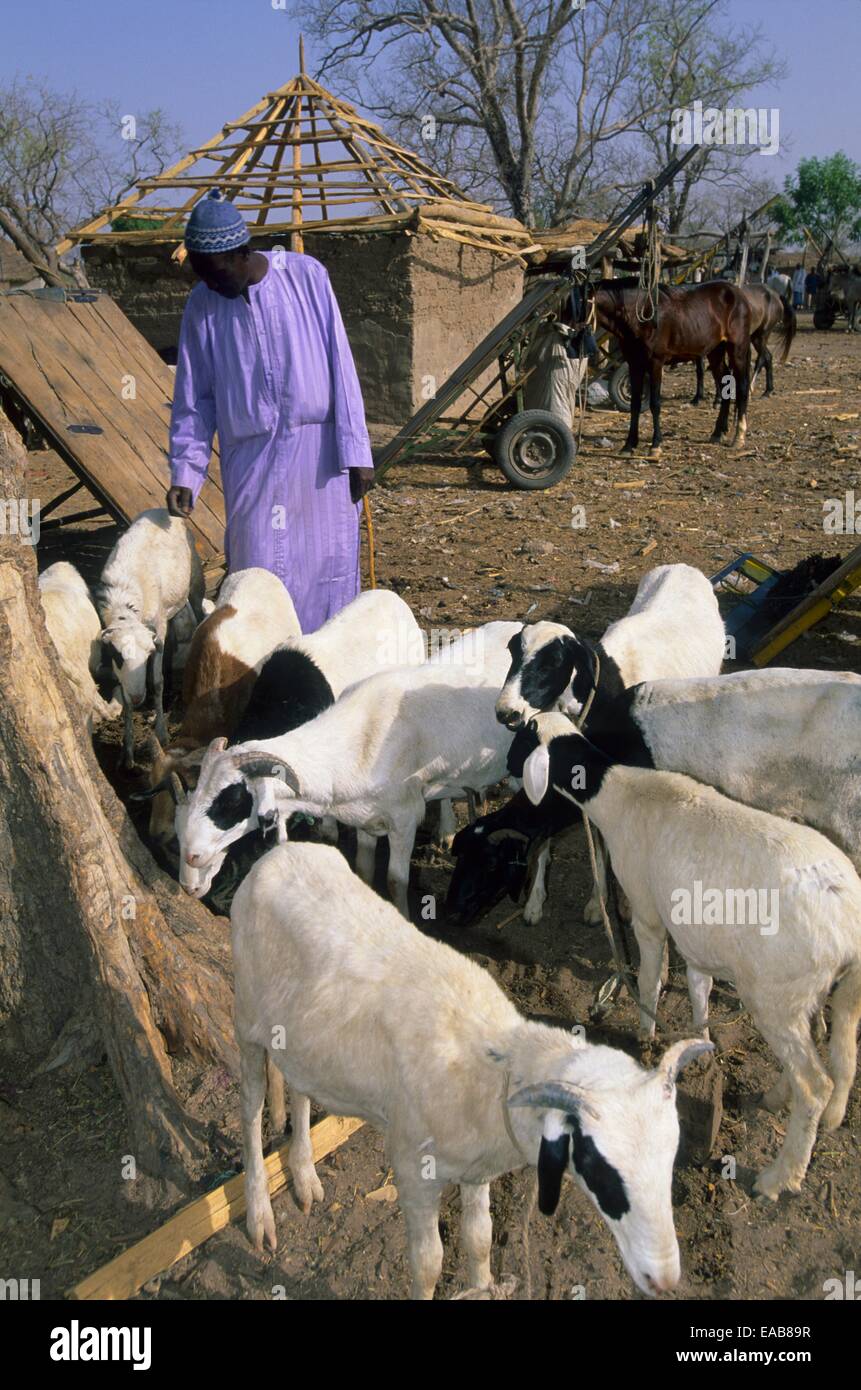 Local Goats High Resolution Stock Photography and Images - Alamy