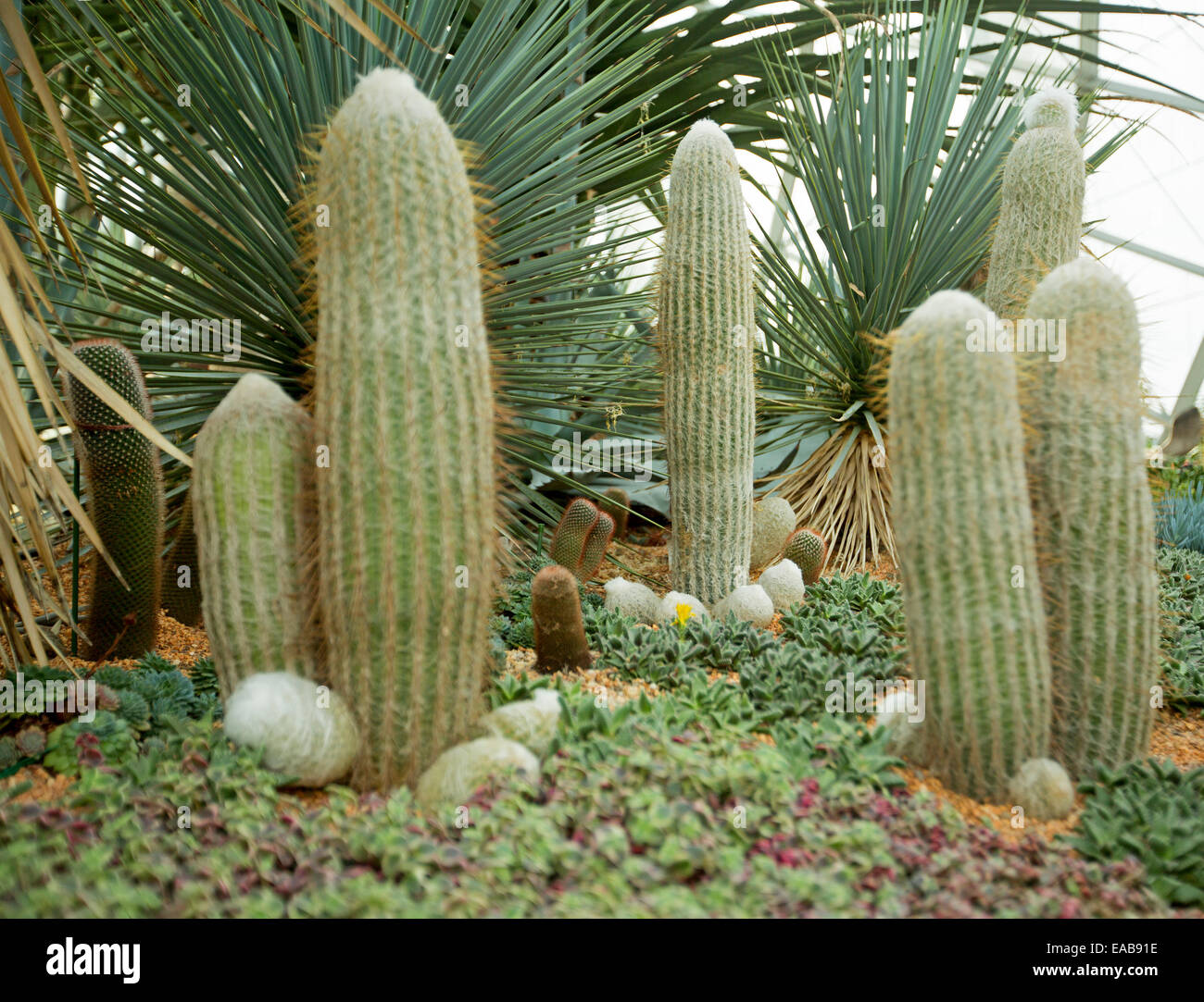 Old man cactus hi-res stock photography and images - Alamy
