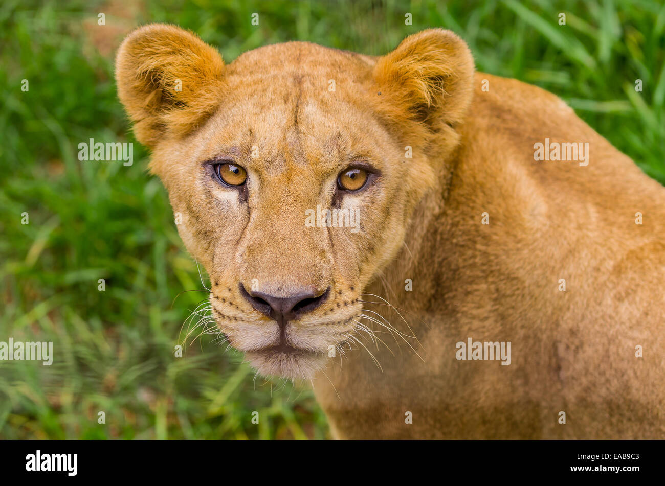 closeup portrait of beautiful lioness Stock Photo - Alamy
