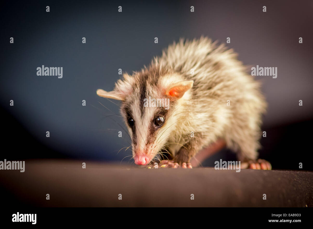Zarigueya hi-res stock photography and images - Alamy