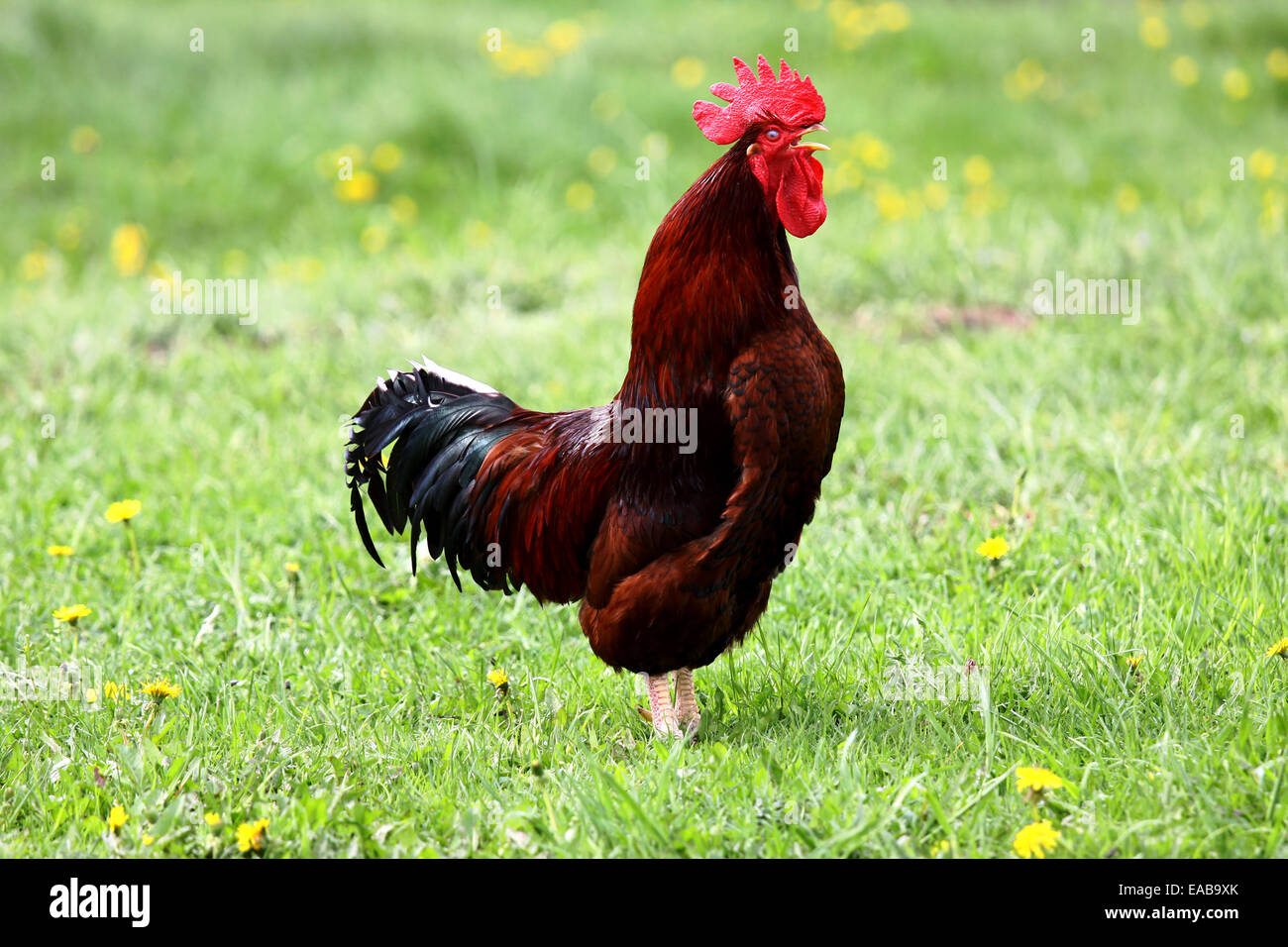 Rooster standing in green meadow and crowing Stock Photo - Alamy