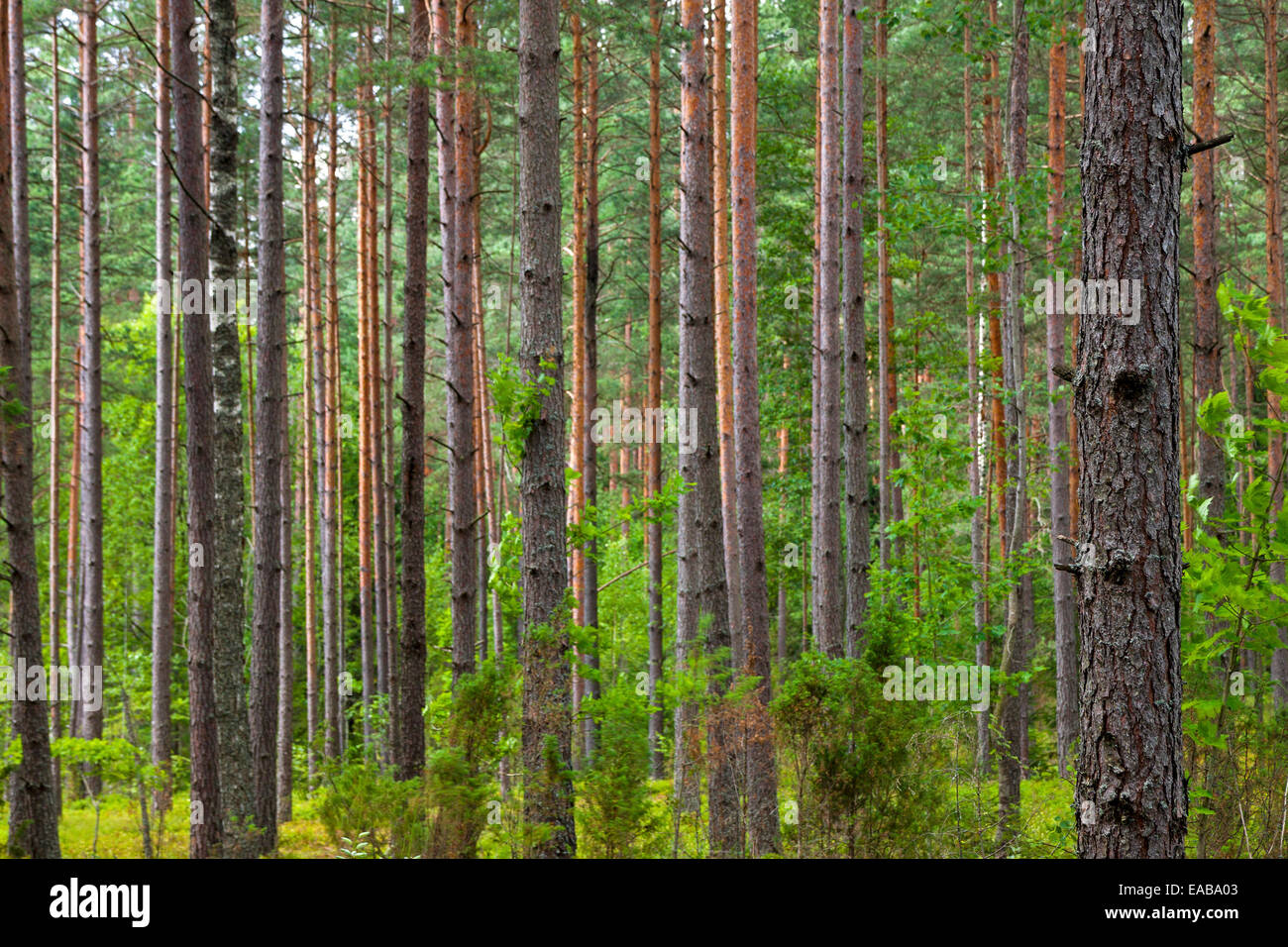 Forest background with trees and green bushes Stock Photo - Alamy