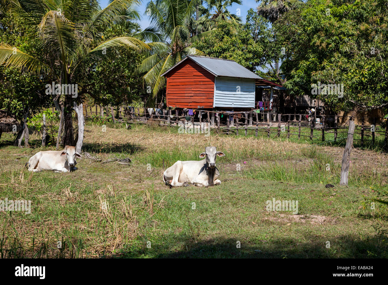 Cambodia. Typical Rural House, with Living Quarters above the Ground ...