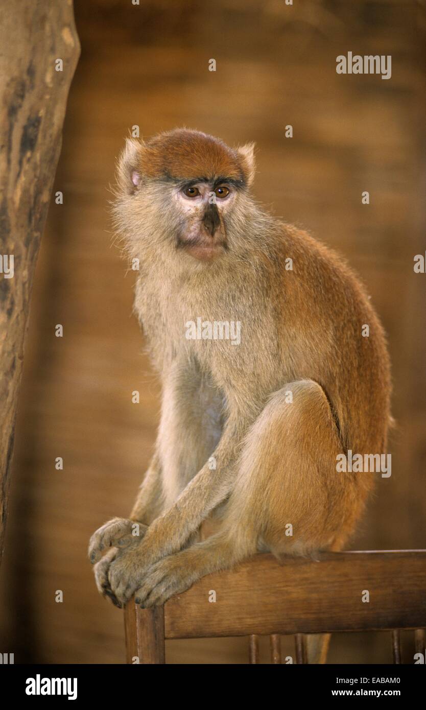 Patas monkey (Erythrocebus patas), Niokolo Koba National park, Senegal ...