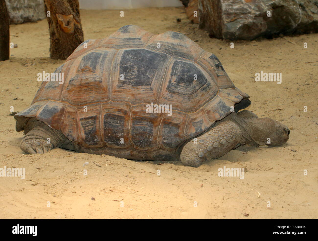 Carapace di tartaruga hi-res stock photography and images - Alamy