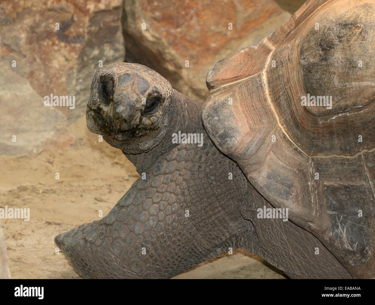 Carapace di tartaruga hi-res stock photography and images - Alamy