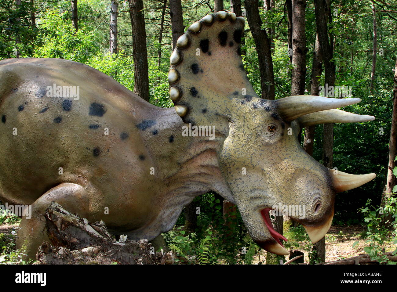Triceratops (three-horned face) dinosaur Cretaceous era Lifelike full ...
