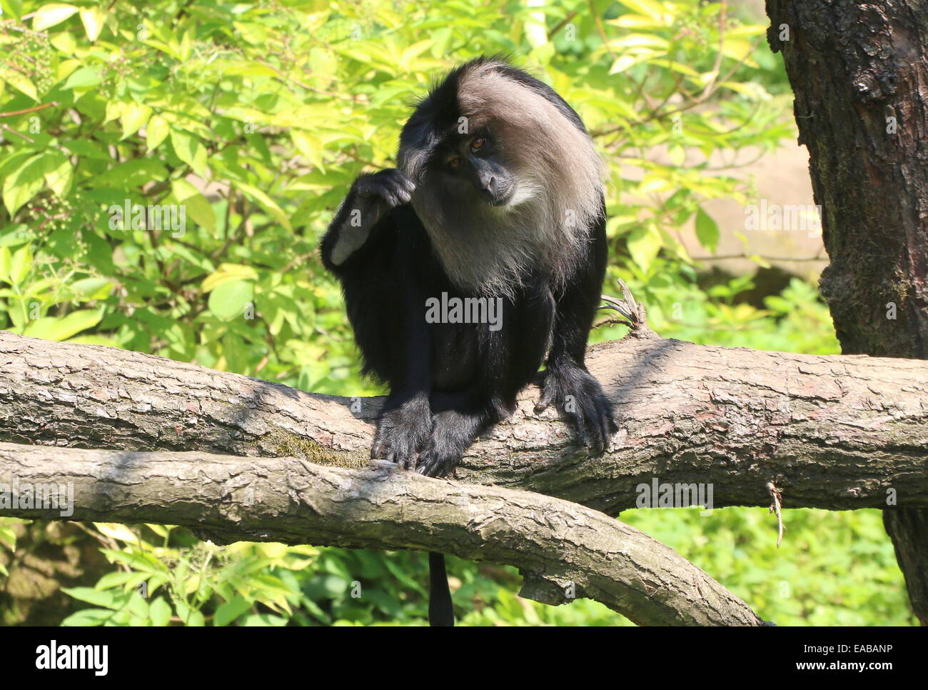 Close-up of a Lion-tailed macaque or Wanderoo (Macaca silenus) up in a ...