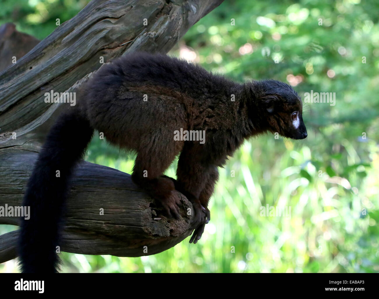 Red-bellied lemur (Eulemur rubriventer) close-up of upper body and head ...